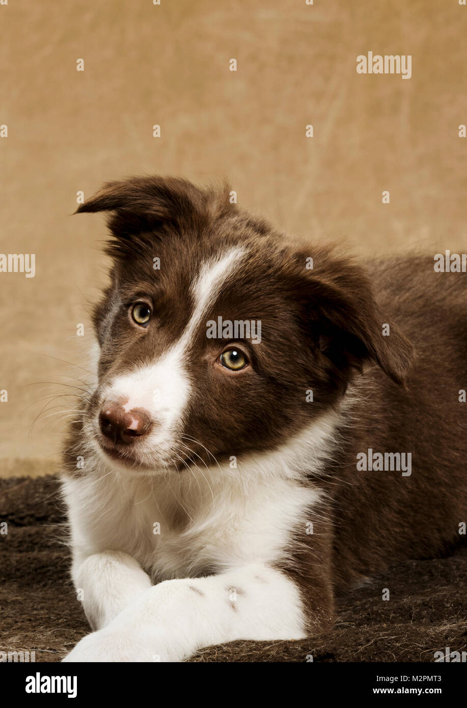 Neun Wochen alten Border Collie Welpen Stockfotografie - Alamy