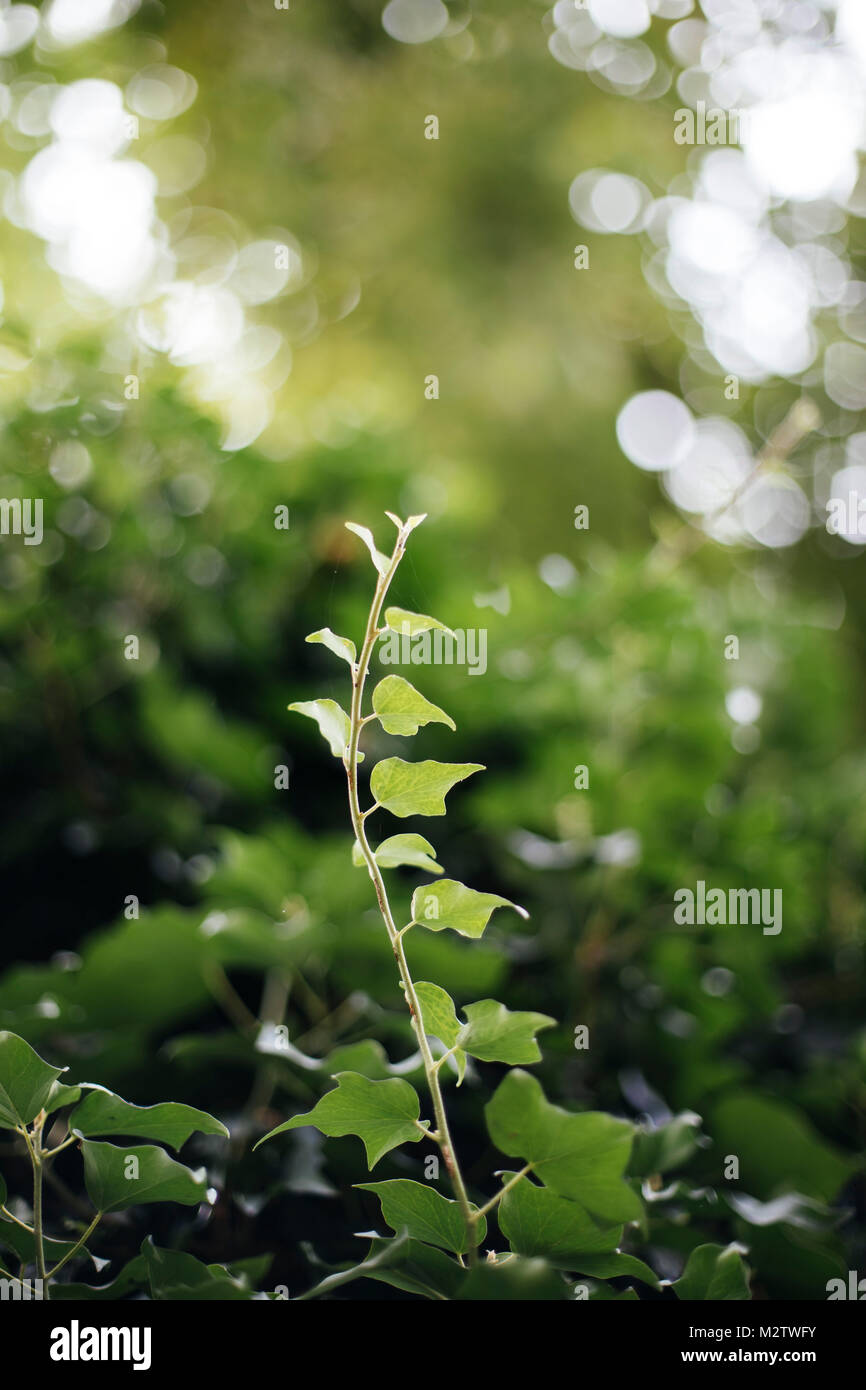 Efeu ranke -Fotos und -Bildmaterial in hoher Auflösung – Alamy