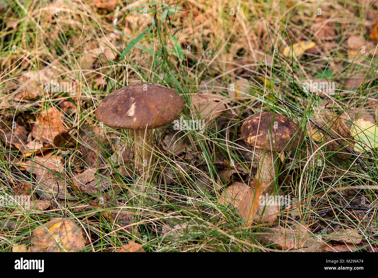 Essbare waldpilze -Fotos und -Bildmaterial in hoher Auflösung – Alamy