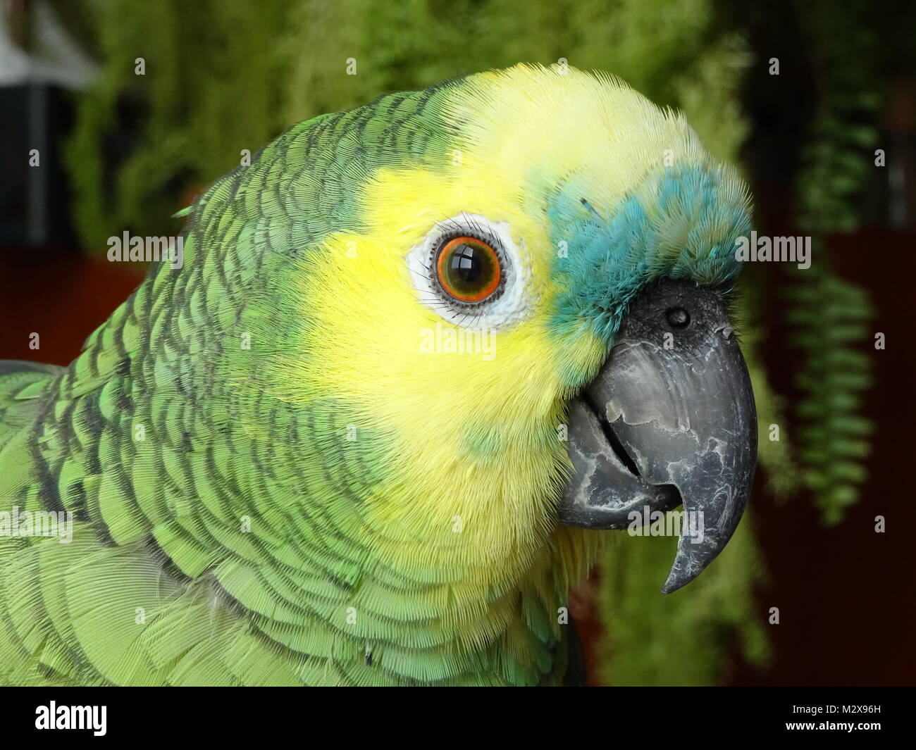 Papagei detail -Fotos und -Bildmaterial in hoher Auflösung – Alamy