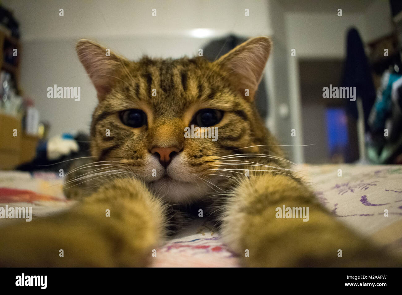 Katze selfie -Fotos und -Bildmaterial in hoher Auflösung – Alamy