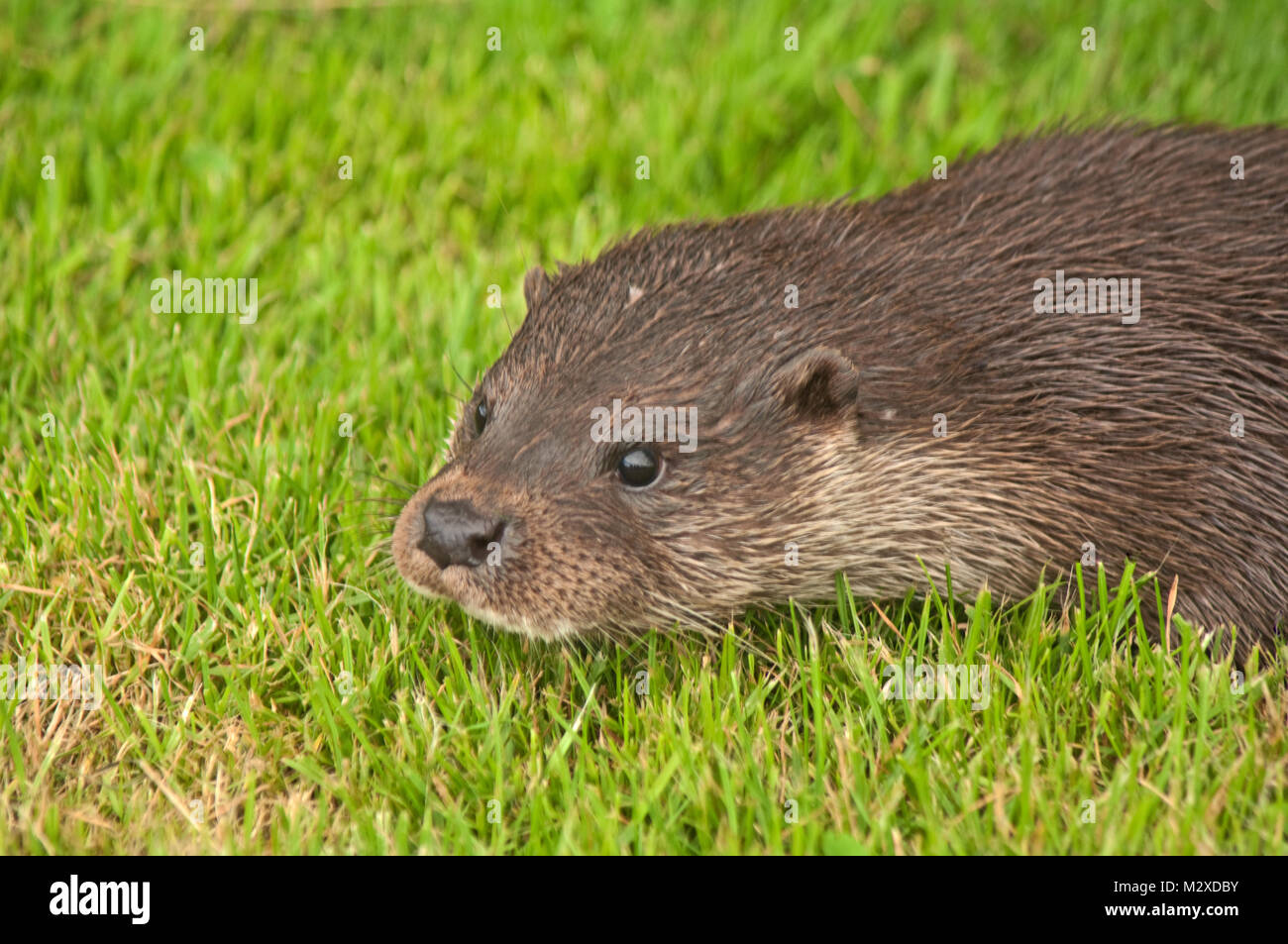 Otter england -Fotos und -Bildmaterial in hoher Auflösung – Alamy