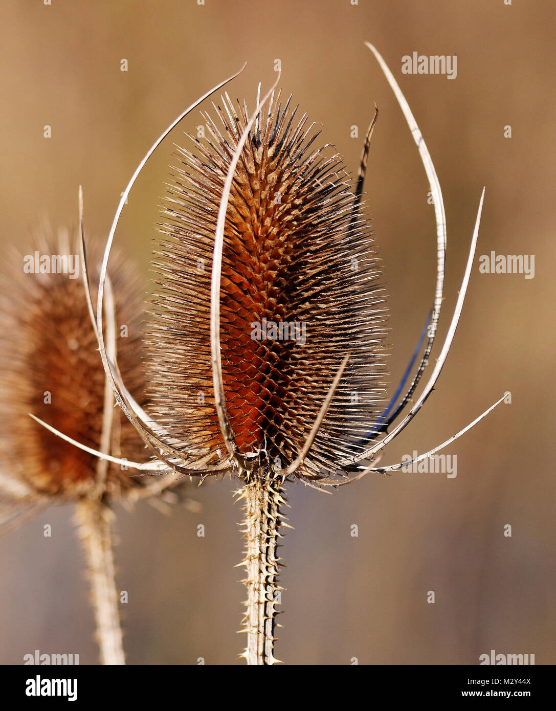 Thistle spikes -Fotos und -Bildmaterial in hoher Auflösung – Alamy