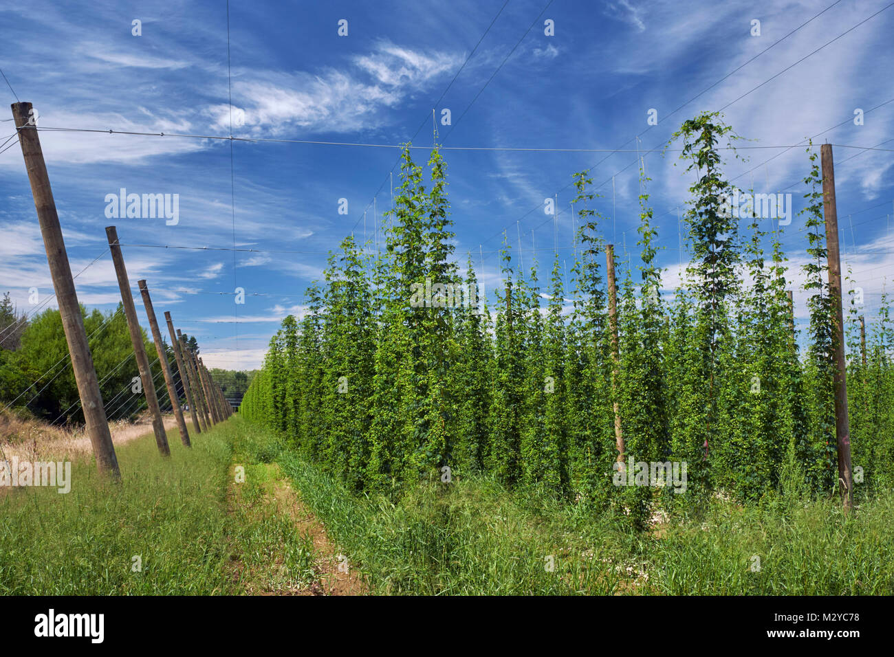 Neuseeland hopfen -Fotos und -Bildmaterial in hoher Auflösung – Alamy