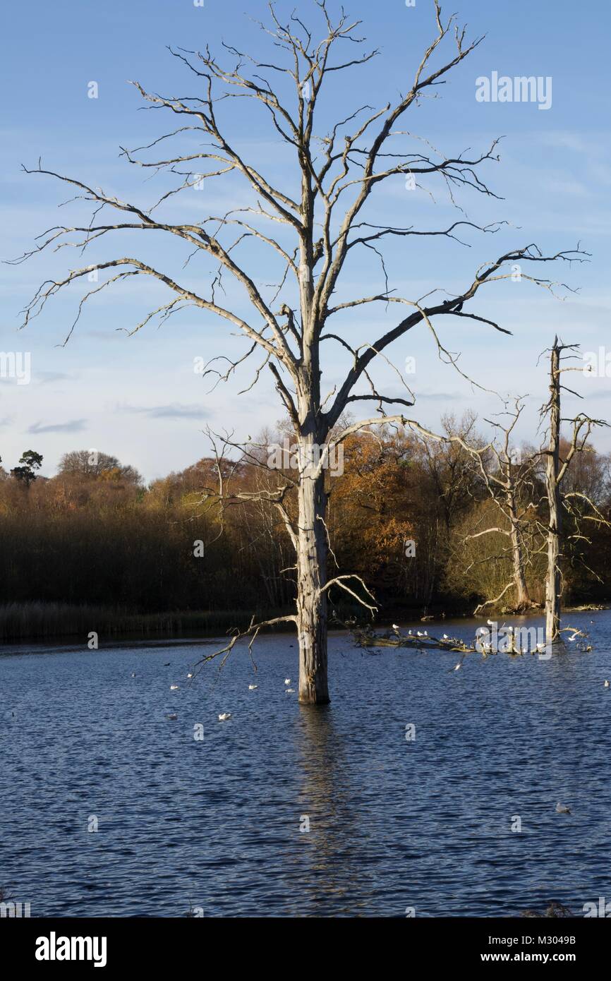 Baum vier jahreszeiten winter -Fotos und -Bildmaterial in hoher ...