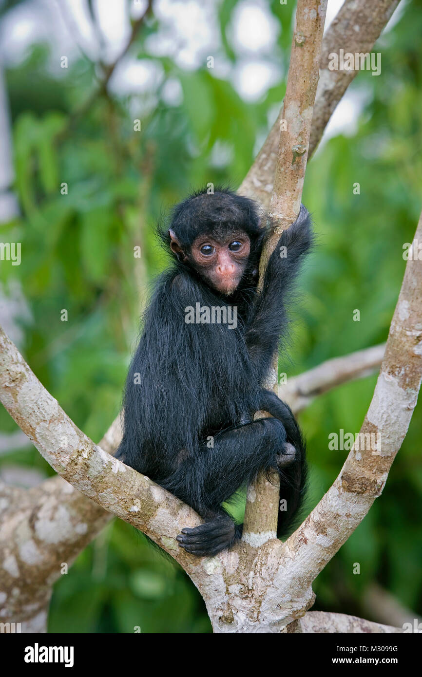 Suriname, Kwamalasamutu, Black Spider monkey (Ateles paniscus). Junge ...