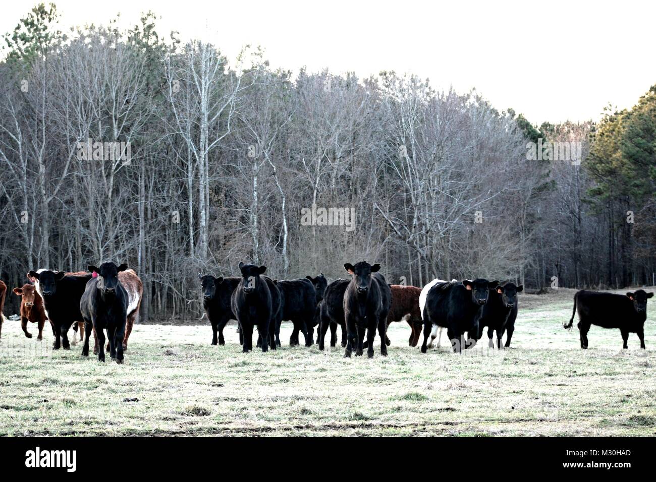Roter angus weidet -Fotos und -Bildmaterial in hoher Auflösung – Alamy