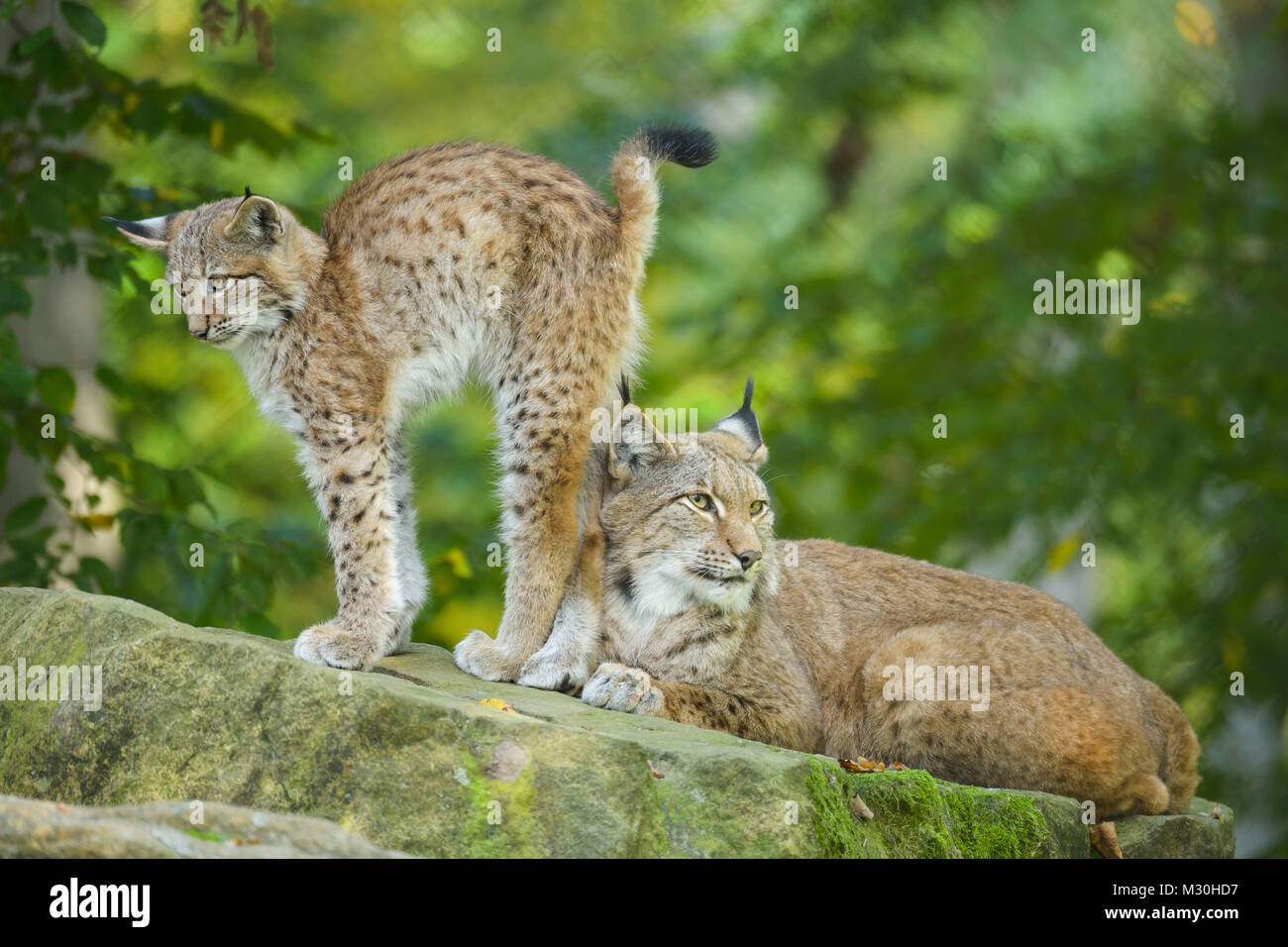 Eurasischen Luchs Lynx lynx, Weibchen mit Jungtier, Deutschland, Europa ...
