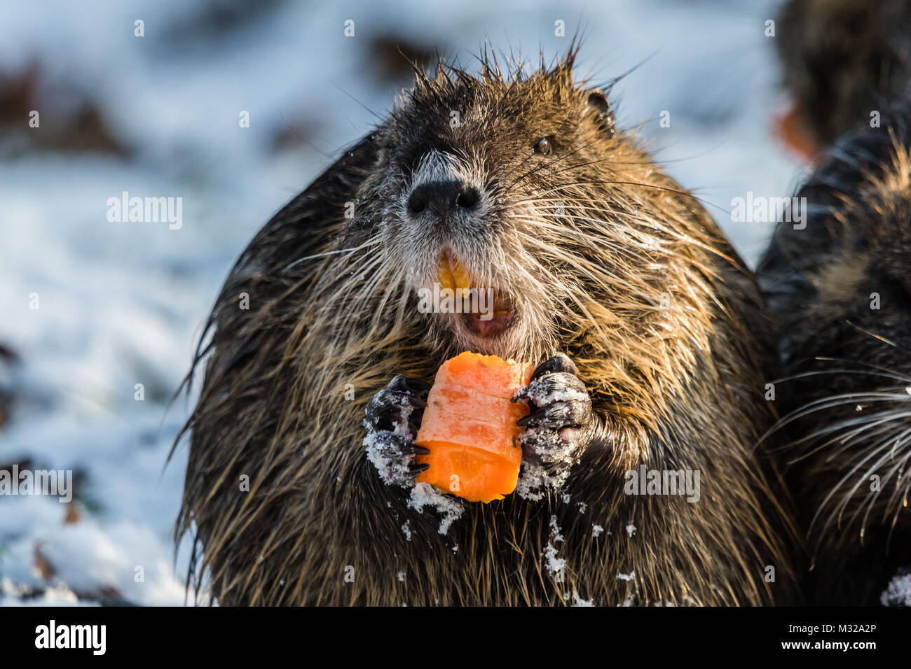 Big Nutrias essen Karotten in kleine Hände. Mund öffnen, orange Zähne ...