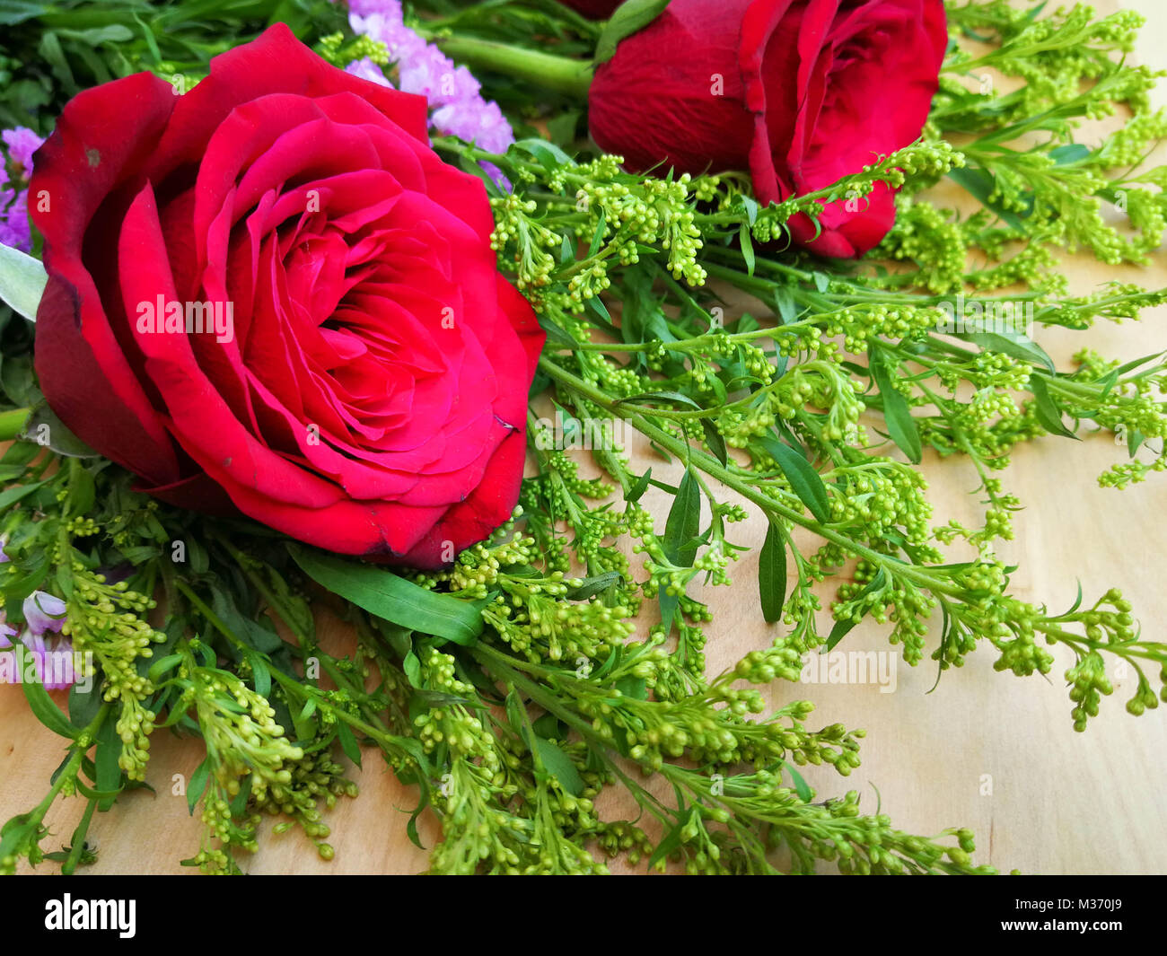 Vereinzelte rosen -Fotos und -Bildmaterial in hoher Auflösung – Alamy