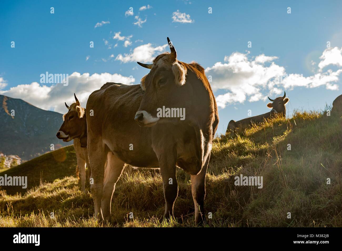 Cow milking switzerland -Fotos und -Bildmaterial in hoher Auflösung – Alamy