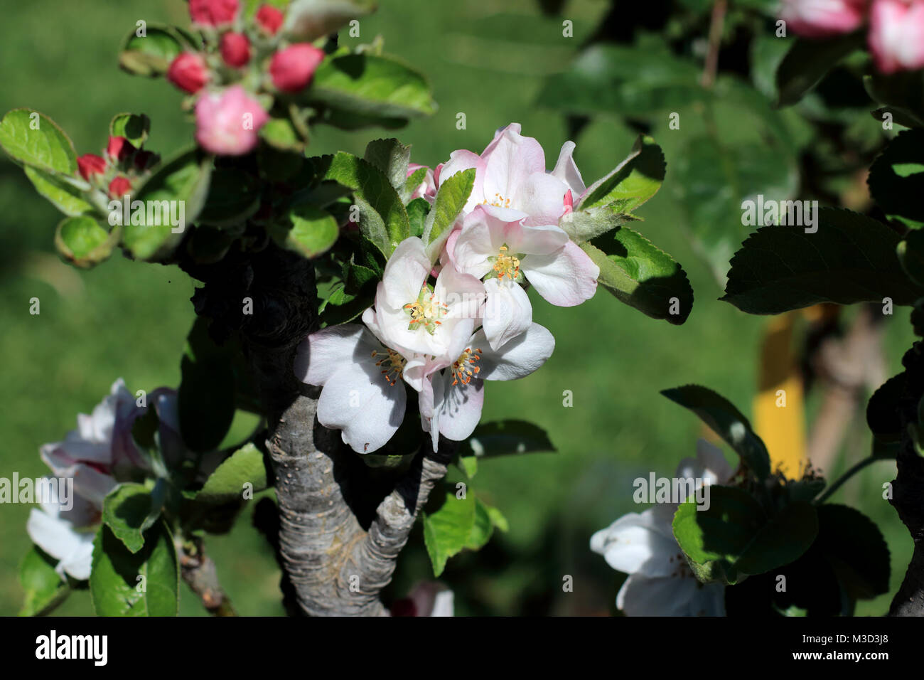Apfelbaum knospen -Fotos und -Bildmaterial in hoher Auflösung – Alamy