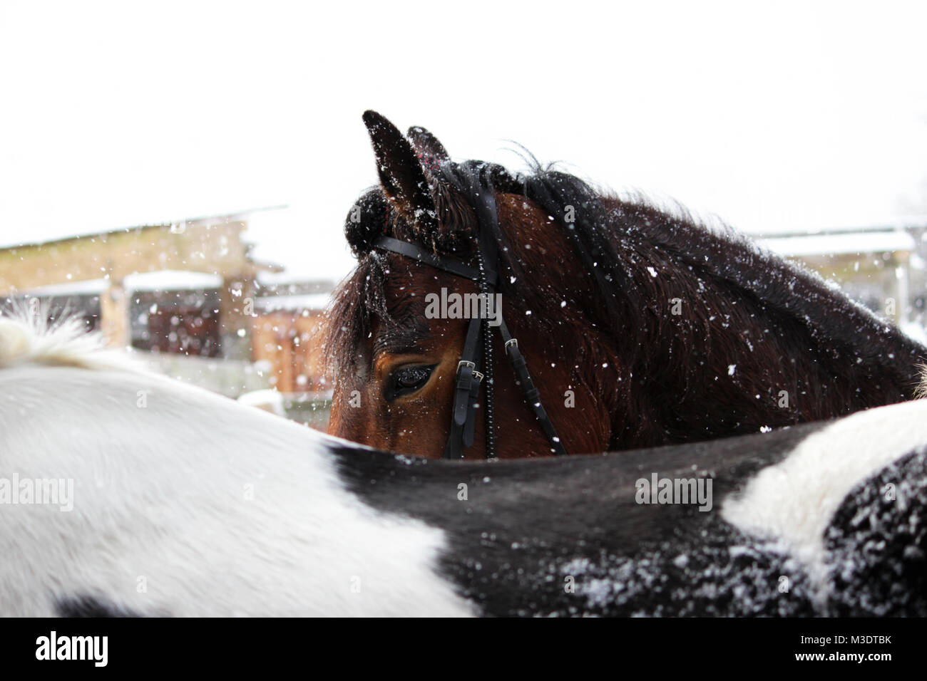 Brindle pied -Fotos und -Bildmaterial in hoher Auflösung – Alamy