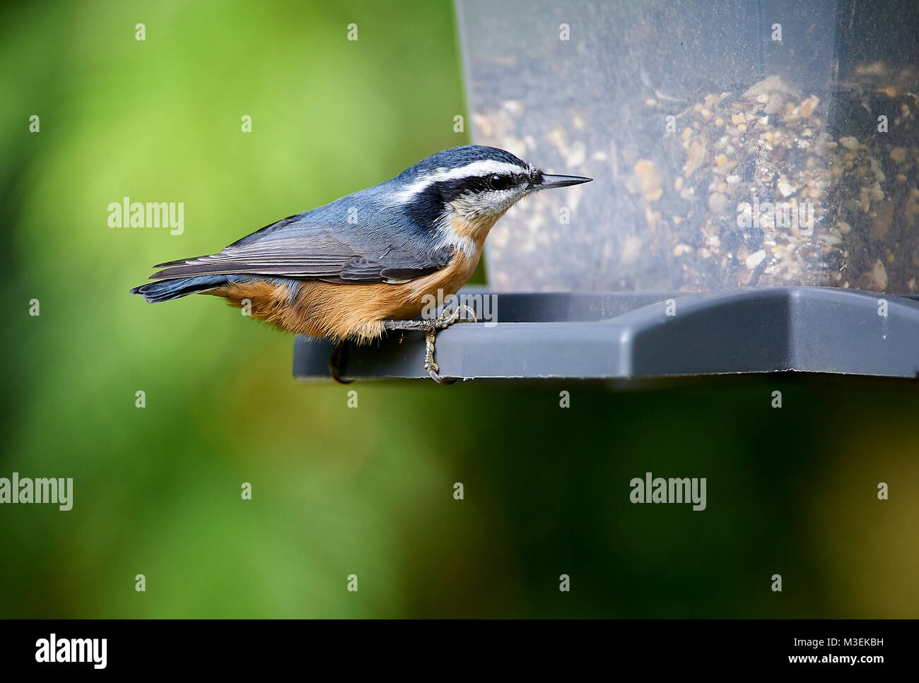 Red-breasted Kleiber (Sitta canadensis) im Garden Bird Feeder, Saint ...