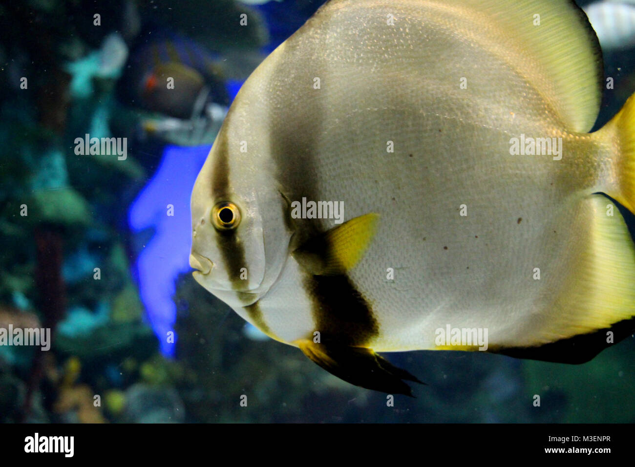 Große Aquarium Fische
