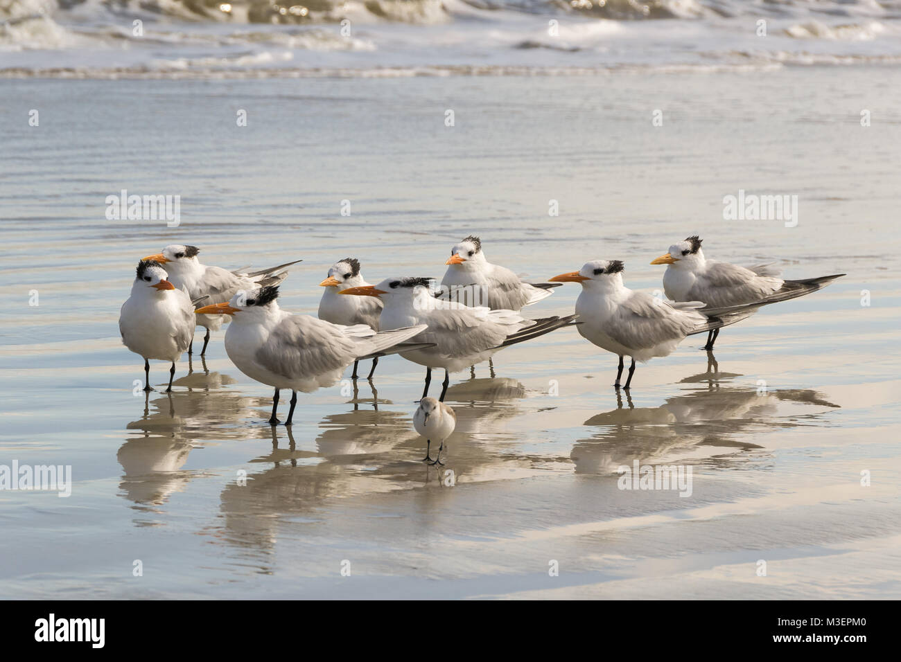 Seeschwalben am strand -Fotos und -Bildmaterial in hoher Auflösung – Alamy