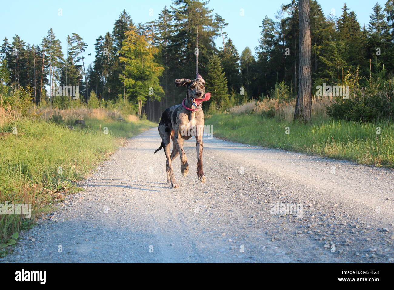 Graue deutsche dogge -Fotos und -Bildmaterial in hoher Auflösung – Alamy