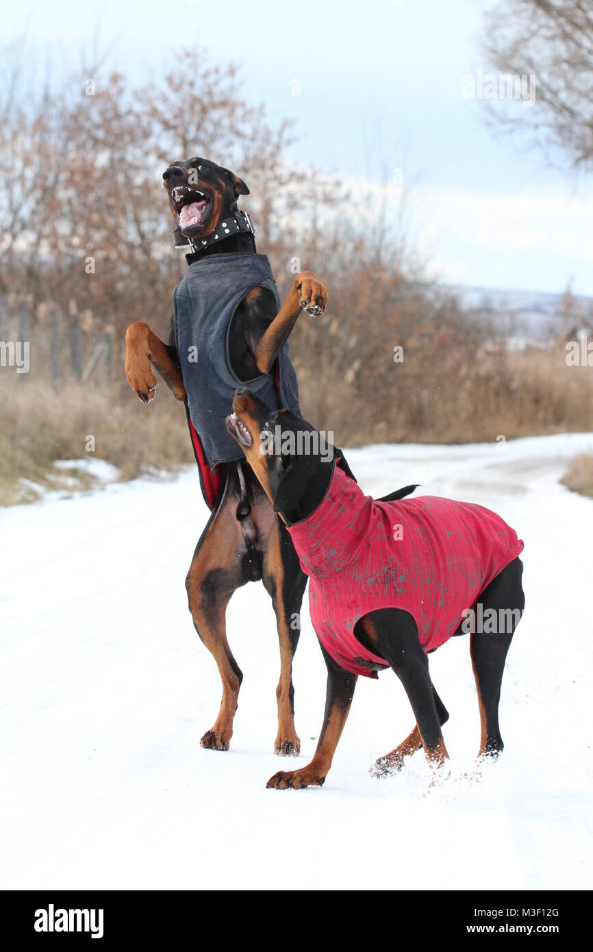 Zwei Hunde Dobermann spielen Stockfotografie - Alamy