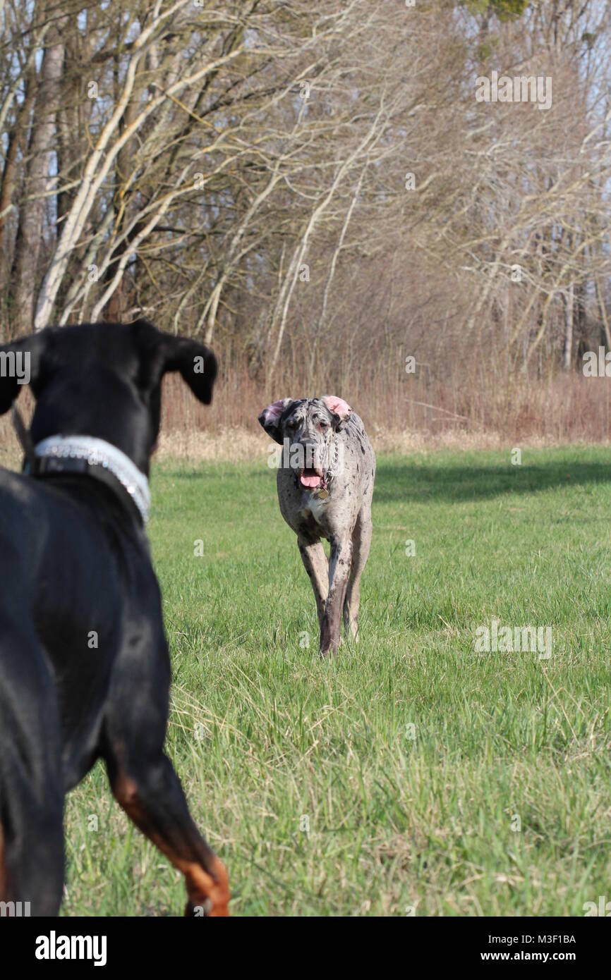 Graue Deutsche Dogge Stockfotos und -bilder Kaufen - Alamy
