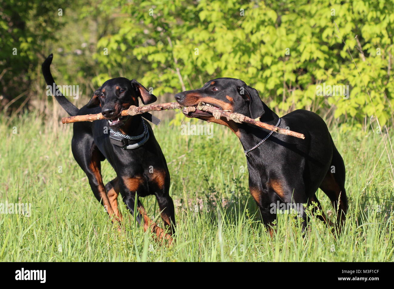Dobermann attack -Fotos und -Bildmaterial in hoher Auflösung – Alamy