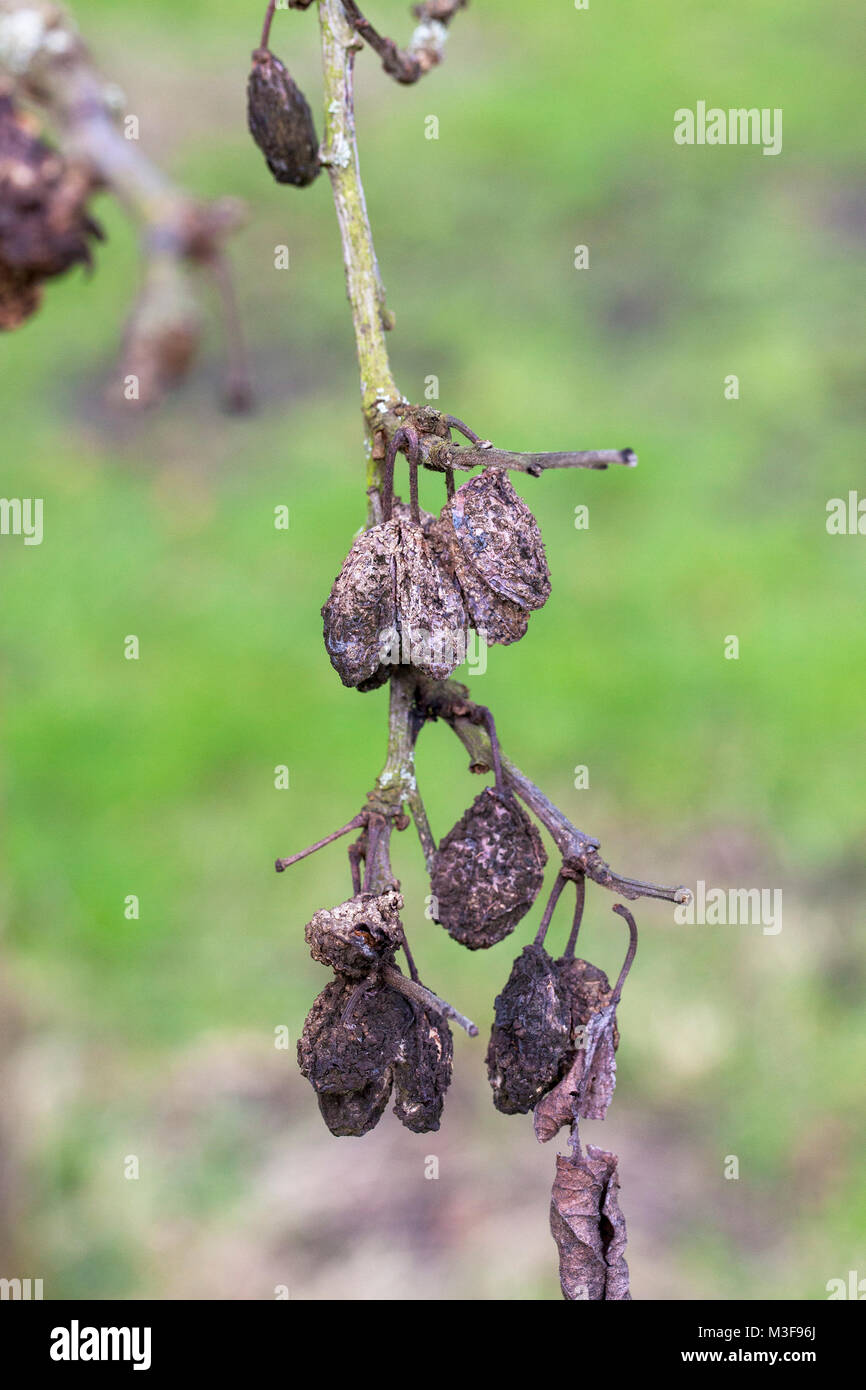 Schimmelige pflaumen -Fotos und -Bildmaterial in hoher Auflösung – Alamy