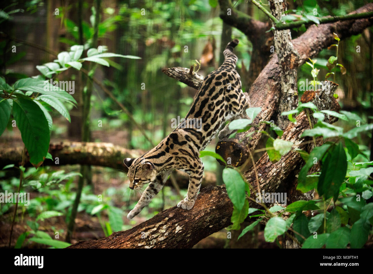 Ozelot Felis Pardalis Stockfotos und -bilder Kaufen - Alamy