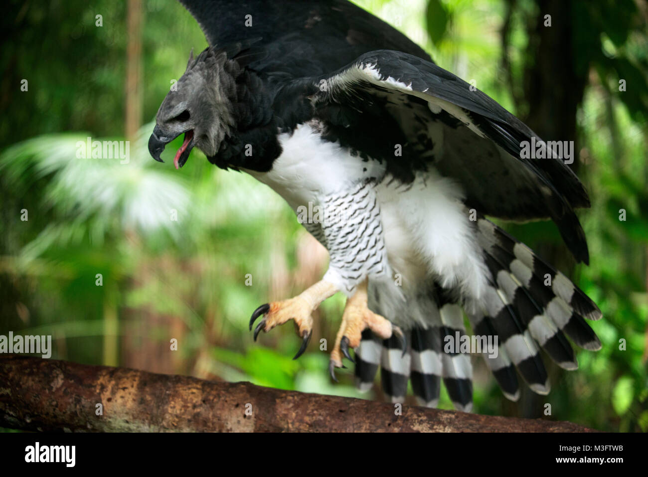 Harpyie (Harpia Harpyja), Belize Stockfotografie - Alamy
