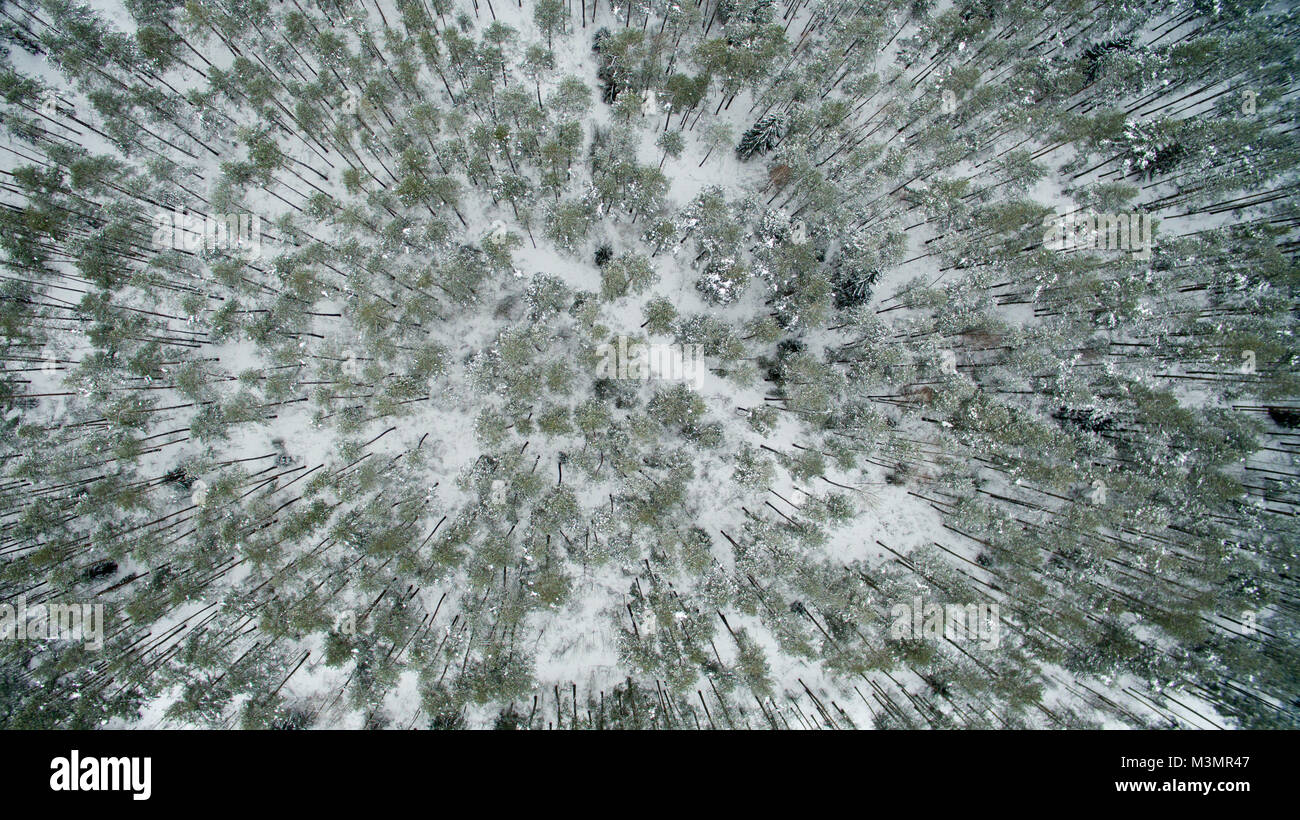 Winter Forest. Blick von oben. Das Foto wurde mit einer Drohne getroffen. Kiefer und Tanne Wald ...