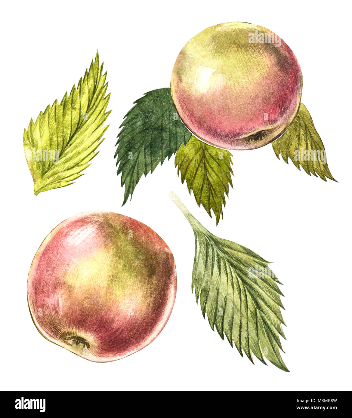 Sammlung von hoch detaillierten hand Äpfel gezeichnet. Aquarell ...