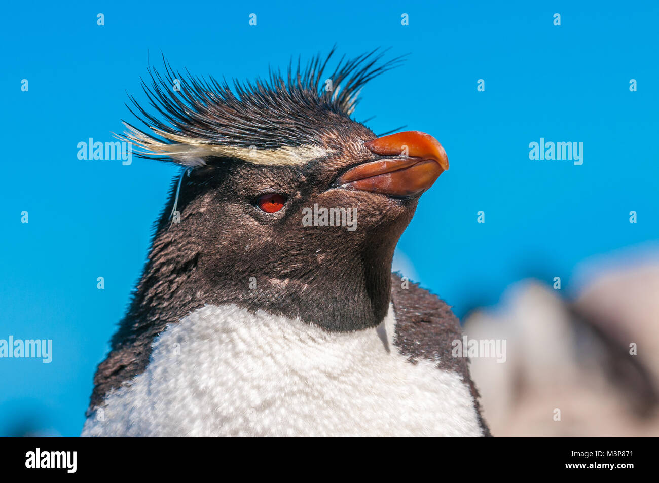 Felsen hopper pinguin -Fotos und -Bildmaterial in hoher Auflösung – Alamy