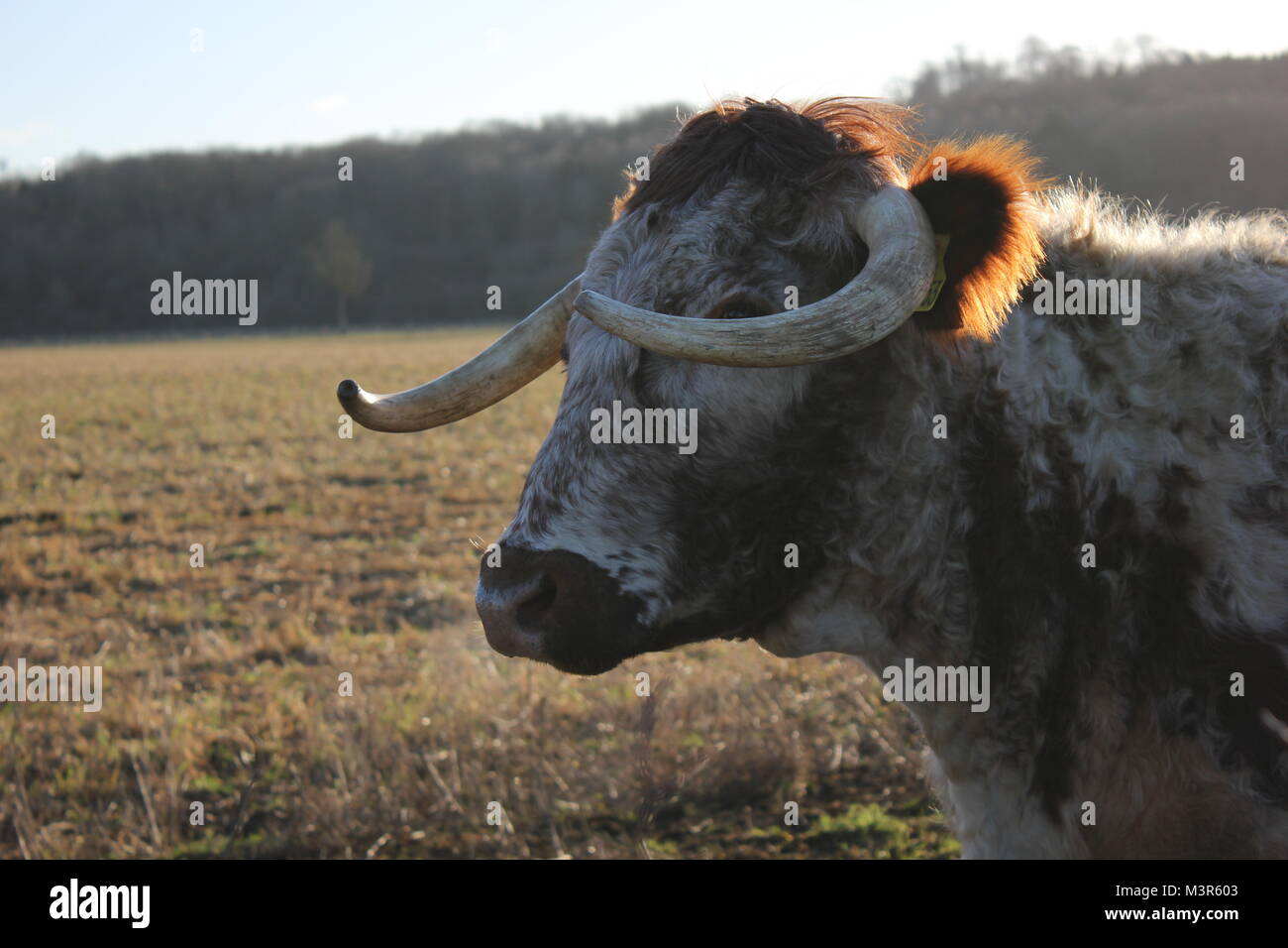 Roter mini cooper -Fotos und -Bildmaterial in hoher Auflösung - Seite 2 ...