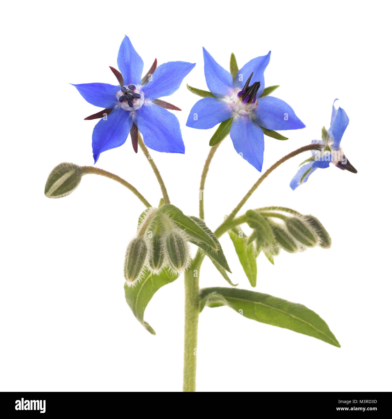 Borretsch Pflanze (Borrango Officinalis) isoliert auf weißem ...