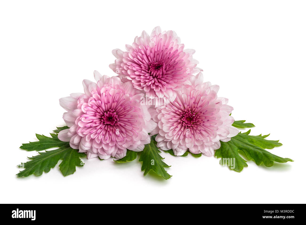 Chrysanthemum bouquet -Fotos und -Bildmaterial in hoher Auflösung – Alamy