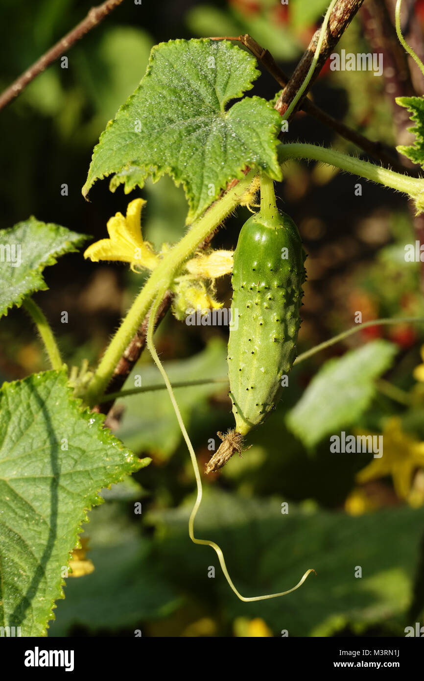 Gurkengarten hautnah Stockfotos und -bilder Kaufen - Alamy
