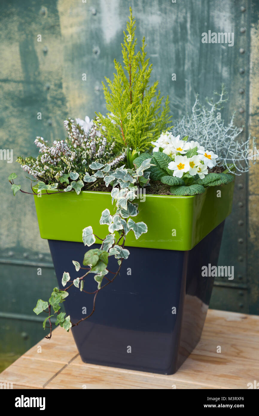 Container im Freien bepflanzt mit Panaschierten Efeu, weiß Primula ...