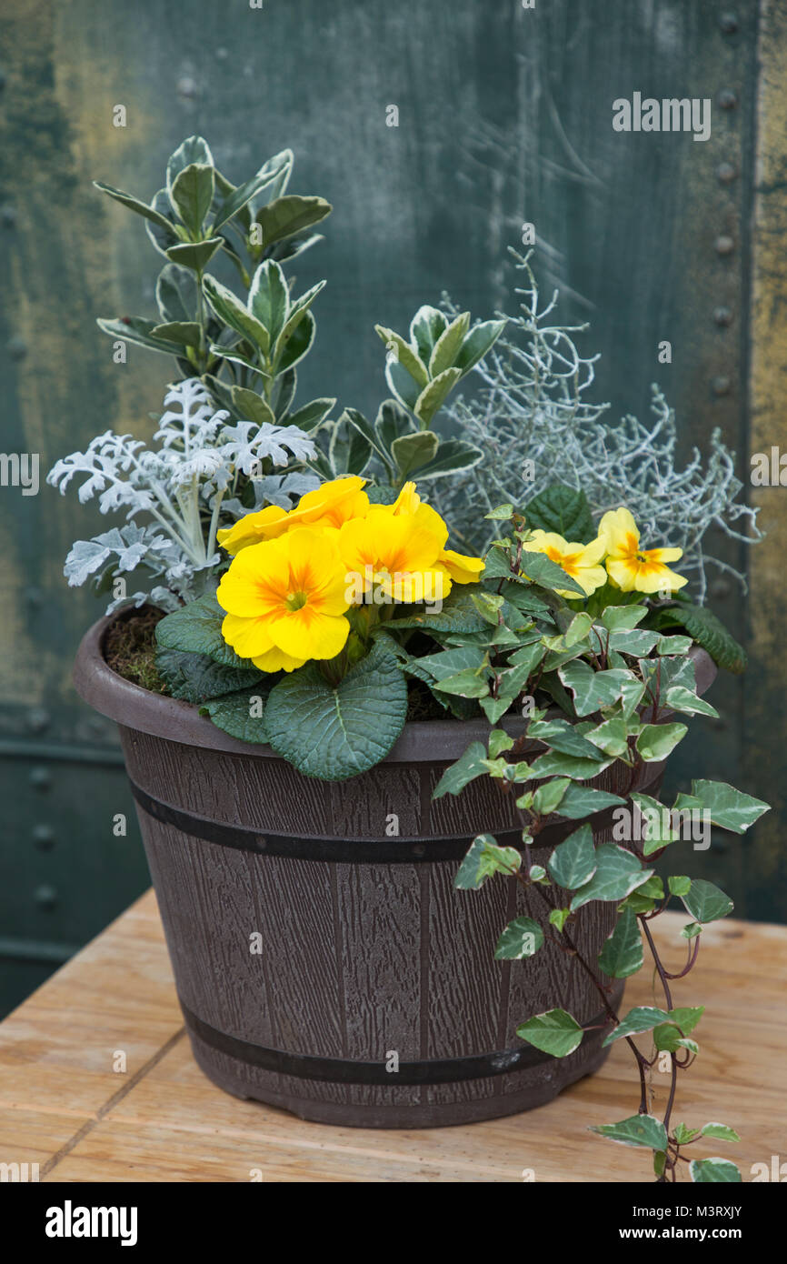 Outdoor container gepflanzt mit gelben Primula, Panaschierten Efeu ...