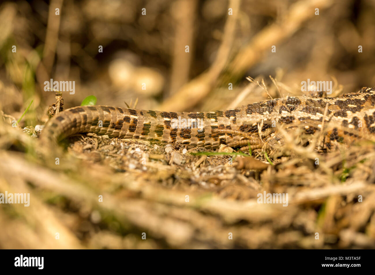 Sand lizards -Fotos und -Bildmaterial in hoher Auflösung – Alamy