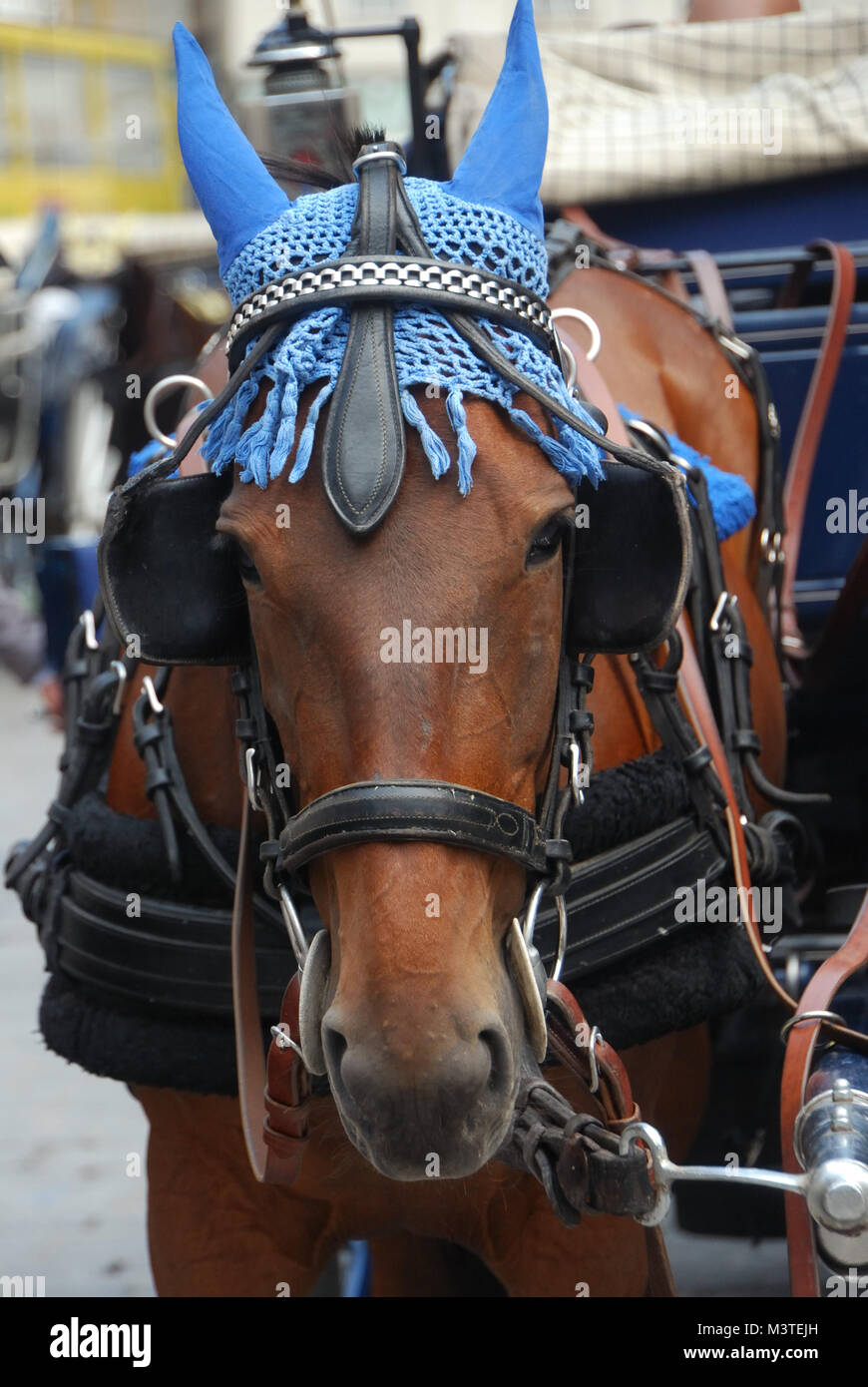 Das Porträt einer Pferdekutsche in Wien Österreich Stockfotografie - Alamy