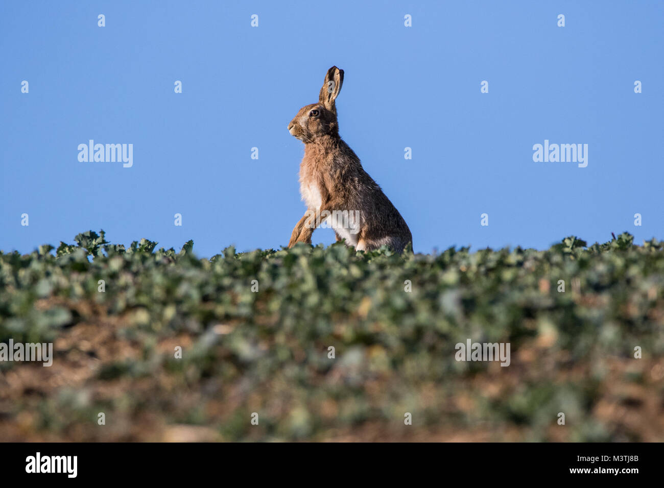 European Hare Lepus Europaeus Standing Stockfotos & European Hare Lepus ...