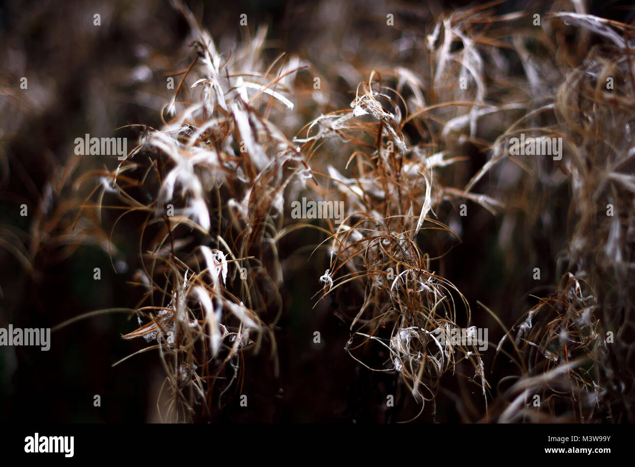 Planta vegetacion -Fotos und -Bildmaterial in hoher Auflösung – Alamy