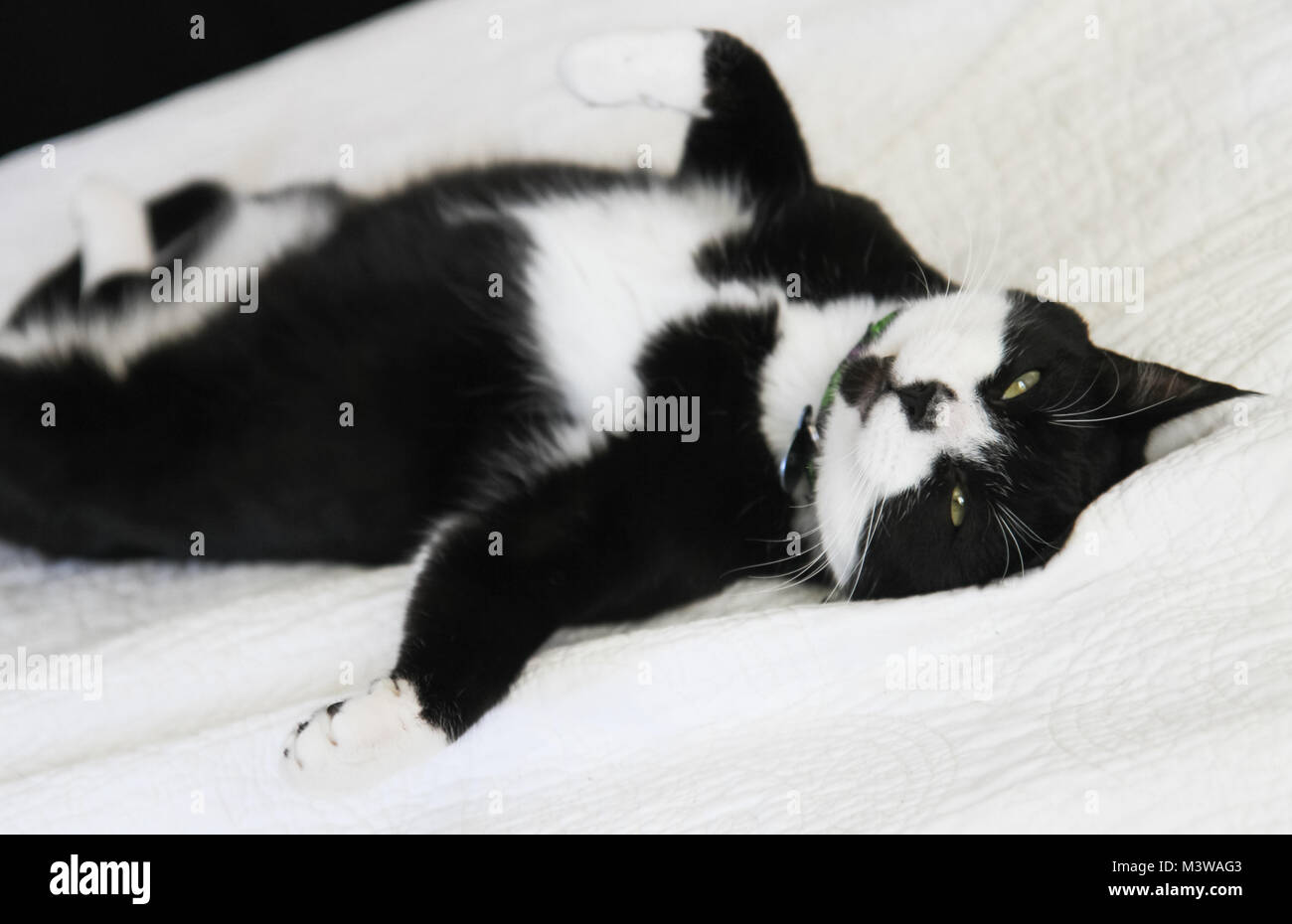 Langwierige katze -Fotos und -Bildmaterial in hoher Auflösung – Alamy