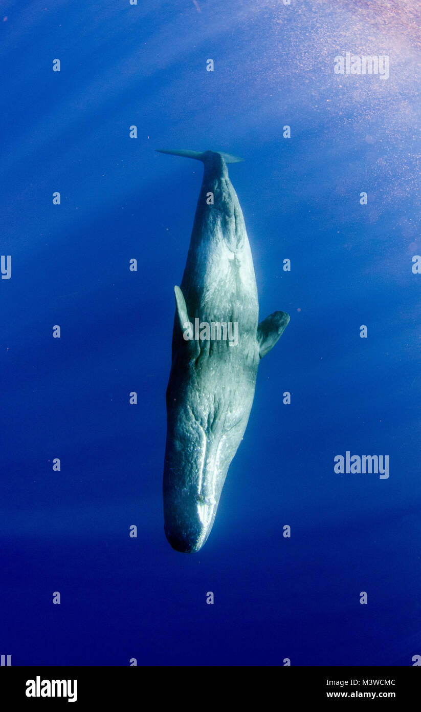 Pottwal und taucher -Fotos und -Bildmaterial in hoher Auflösung – Alamy