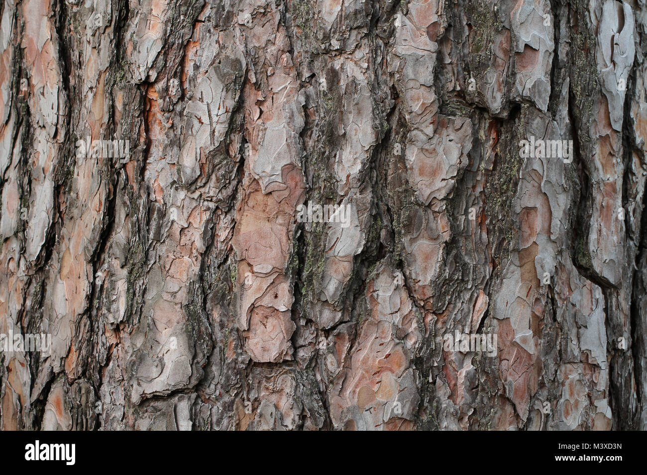 Rinde eines alten -Fotos und -Bildmaterial in hoher Auflösung – Alamy