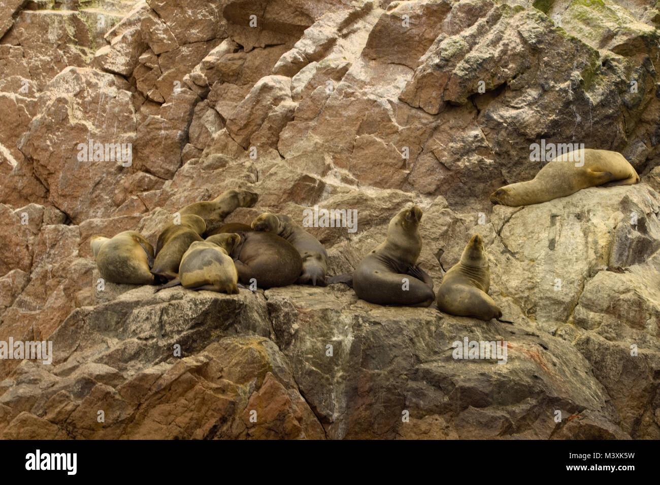 Seelöwen an der Ballestas Inseln, Paracas Peru Stockfotografie - Alamy