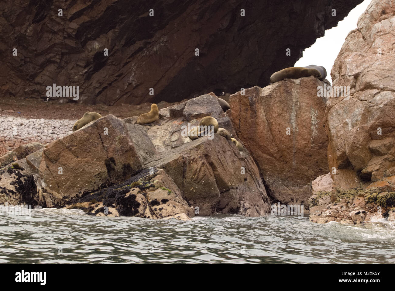 Seelöwen an der Ballestas Inseln, Paracas Peru Stockfotografie - Alamy