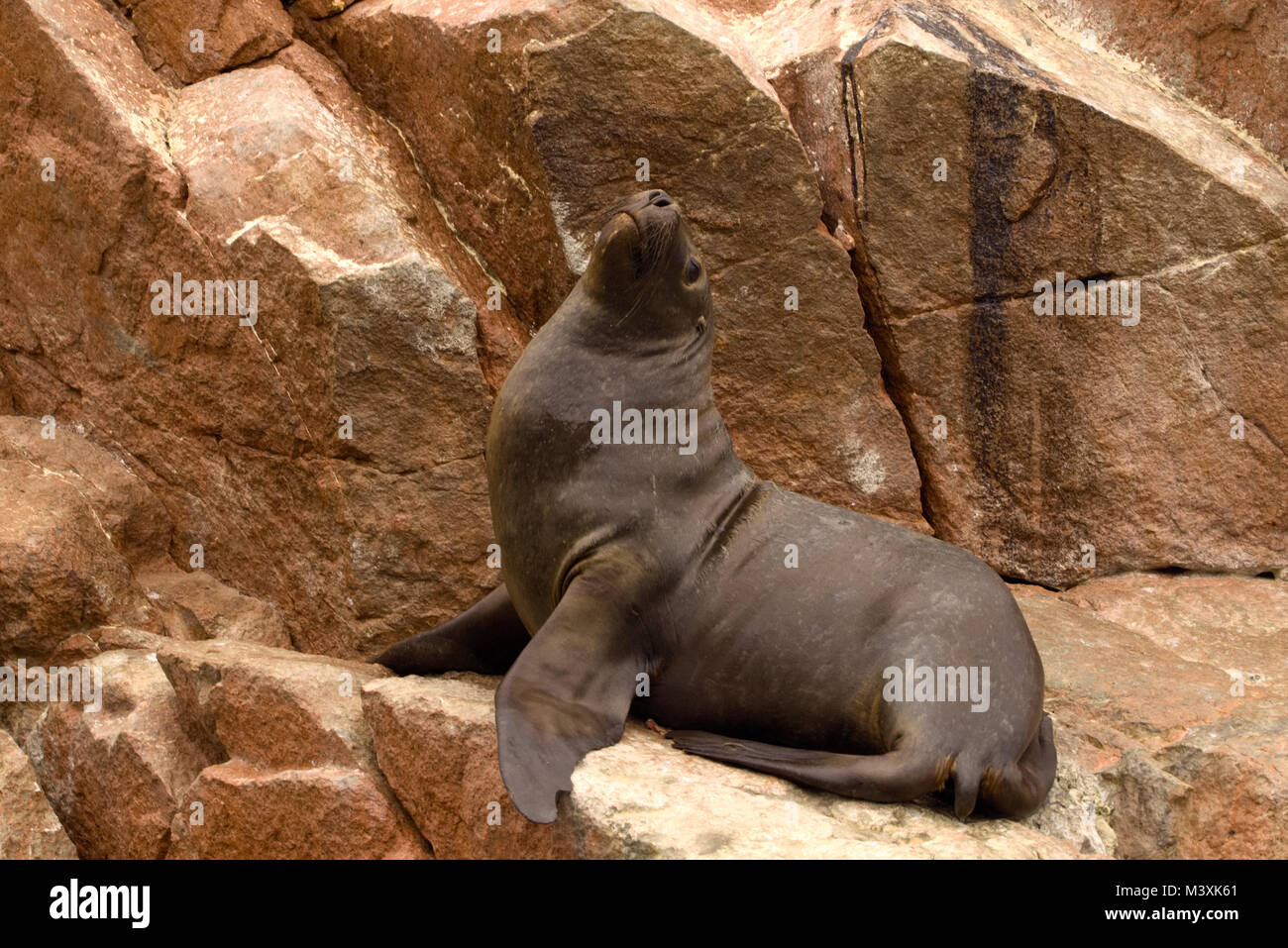 Seelöwen an der Ballestas Inseln, Paracas Peru Stockfotografie - Alamy