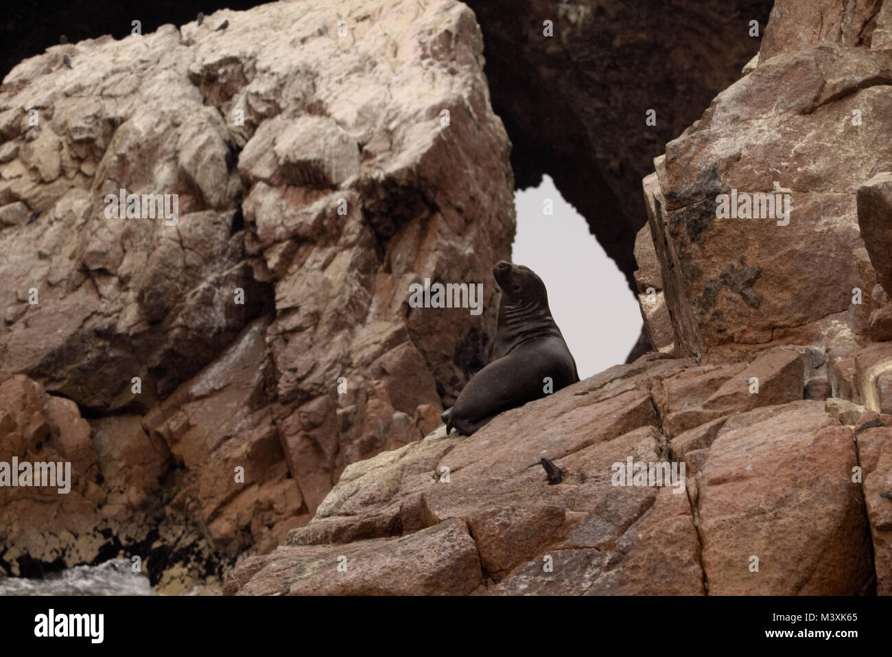 Seelöwen an der Ballestas Inseln, Paracas Peru Stockfotografie - Alamy