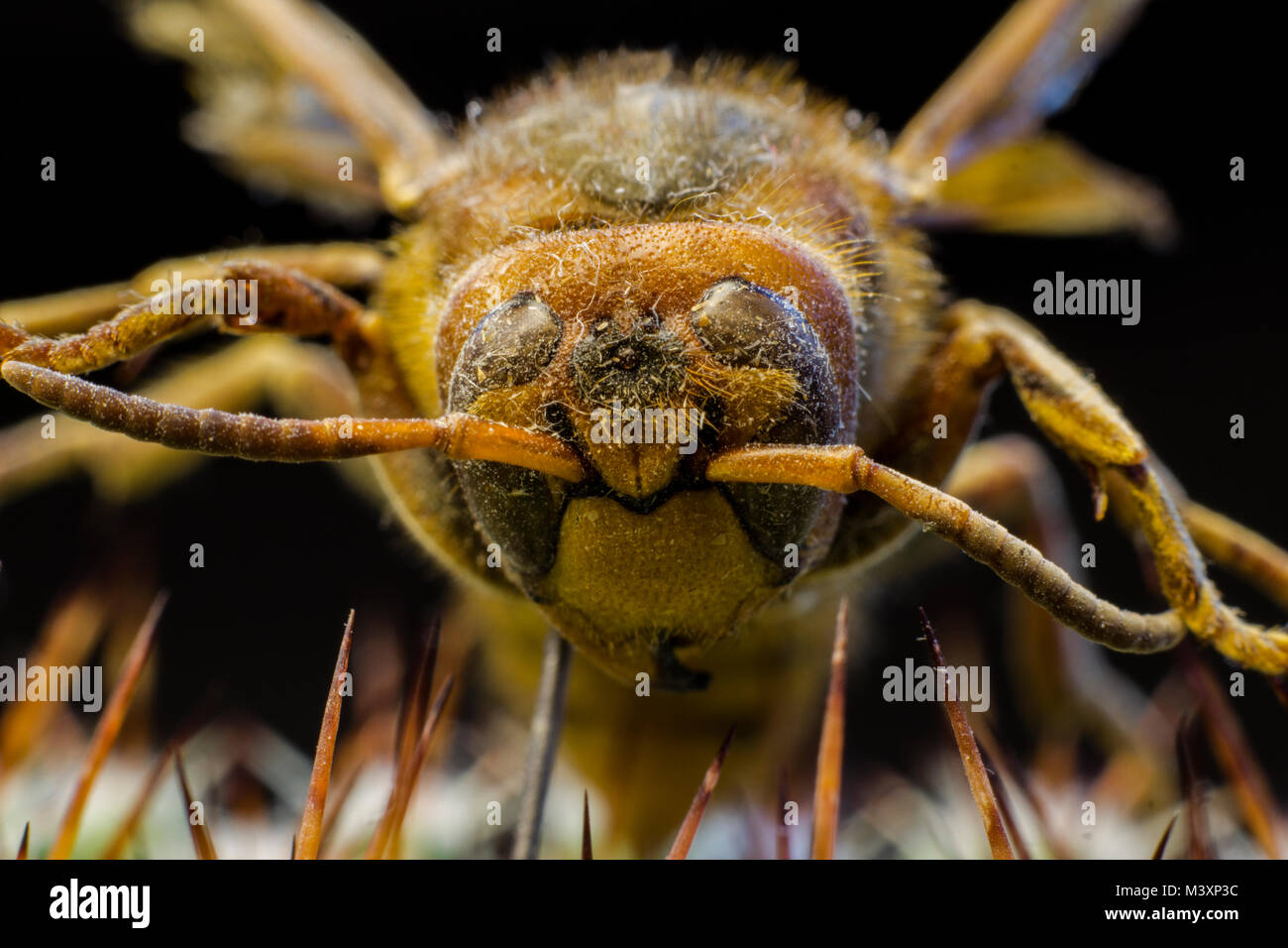 Makro Bild der Königin-Biene auf einem Kaktus Stockfotografie - Alamy