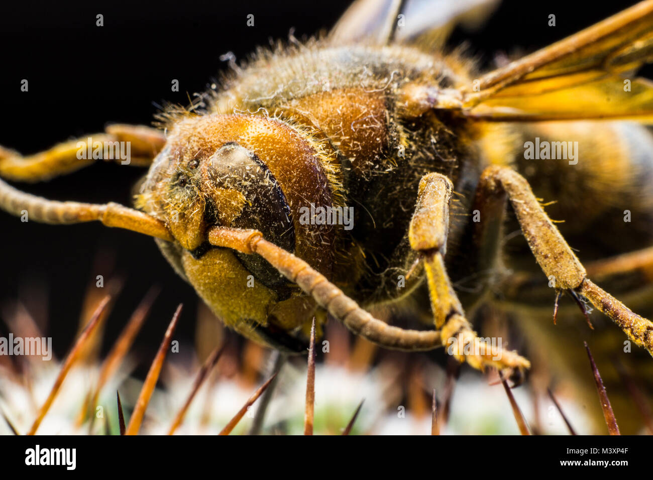 Makro Bild der Königin-Biene auf einem Kaktus Stockfotografie - Alamy