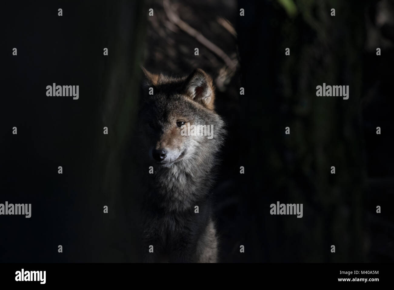 Canis lupus portrait -Fotos und -Bildmaterial in hoher Auflösung – Alamy